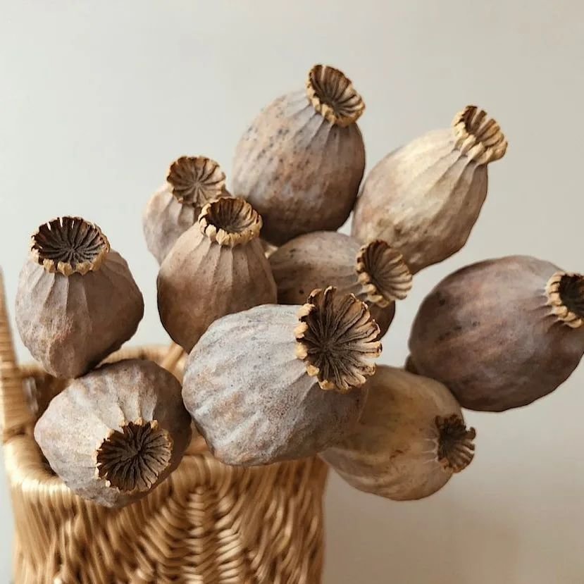 Floral Pods - Pure Pods